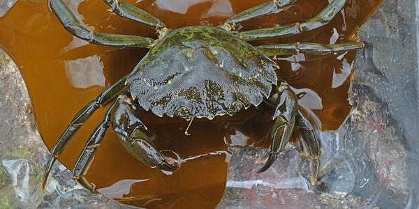 Scottish Seabird Centre