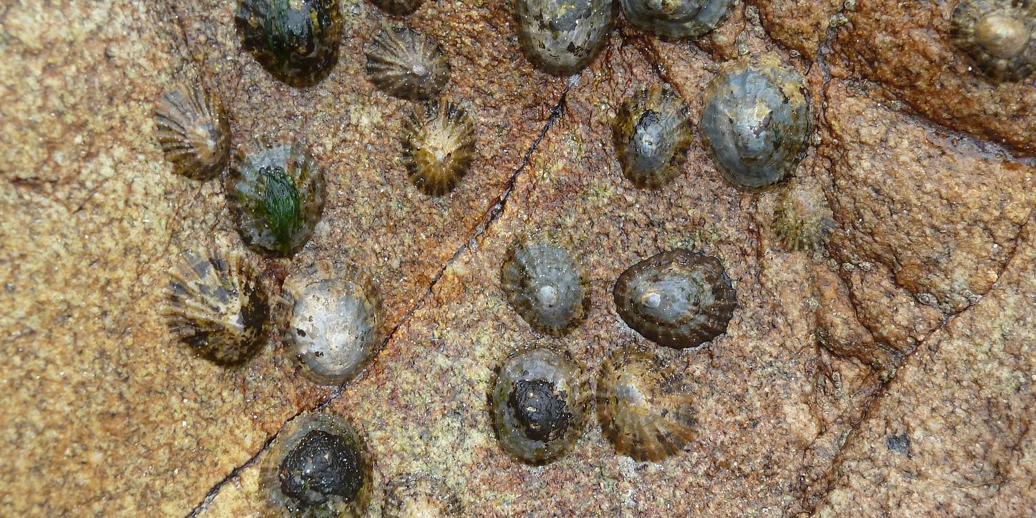 Scottish Seabird Centre