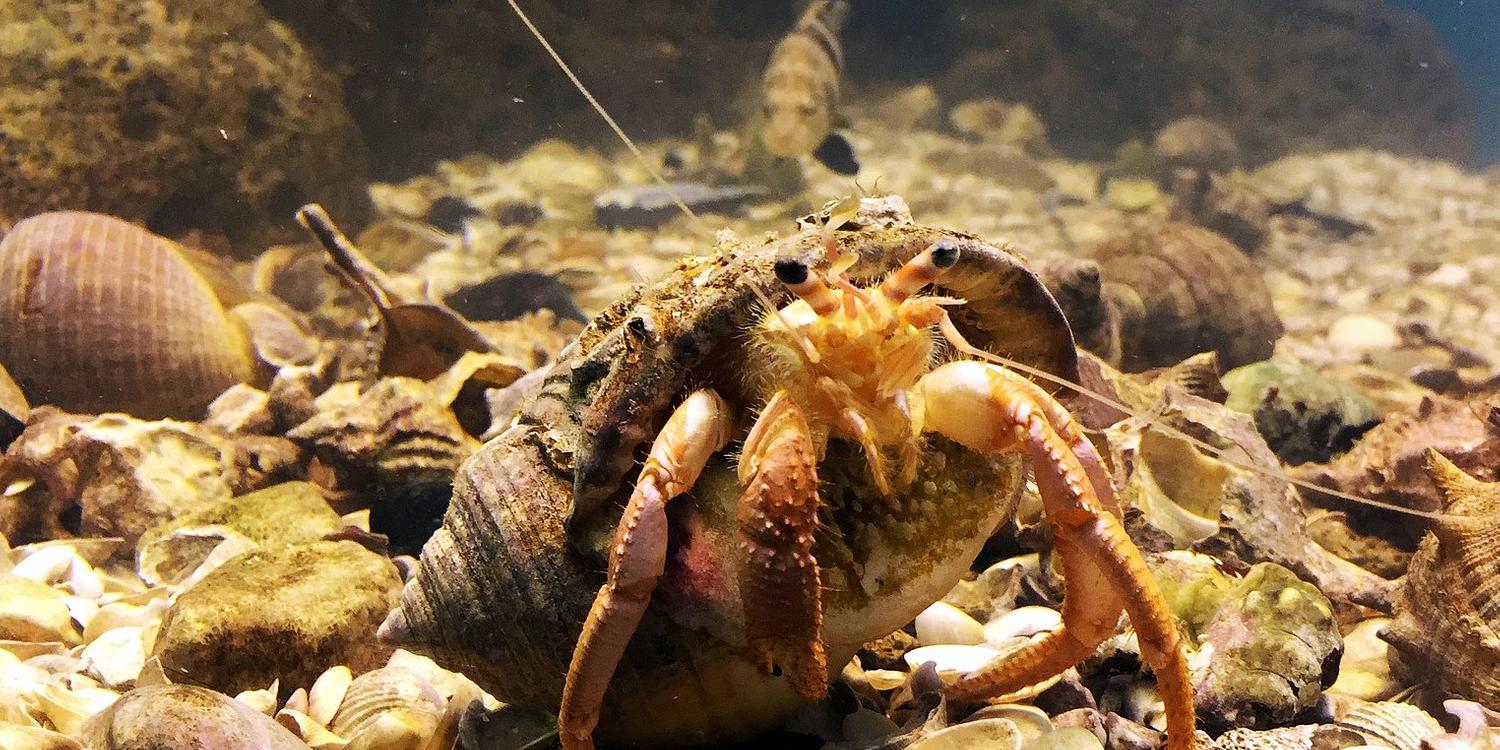 Scottish Seabird Centre