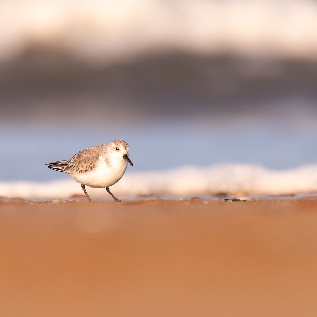 Winter Wonders: Coastal Birds for Beginners - Scottish Seabird Centre