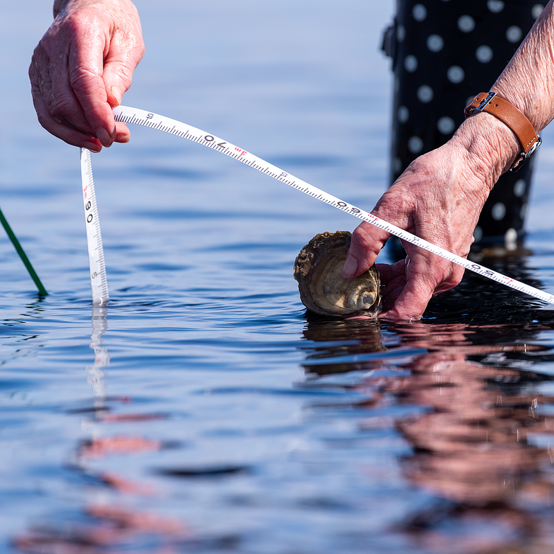 Marine Citizen Science - Scottish Seabird Centre