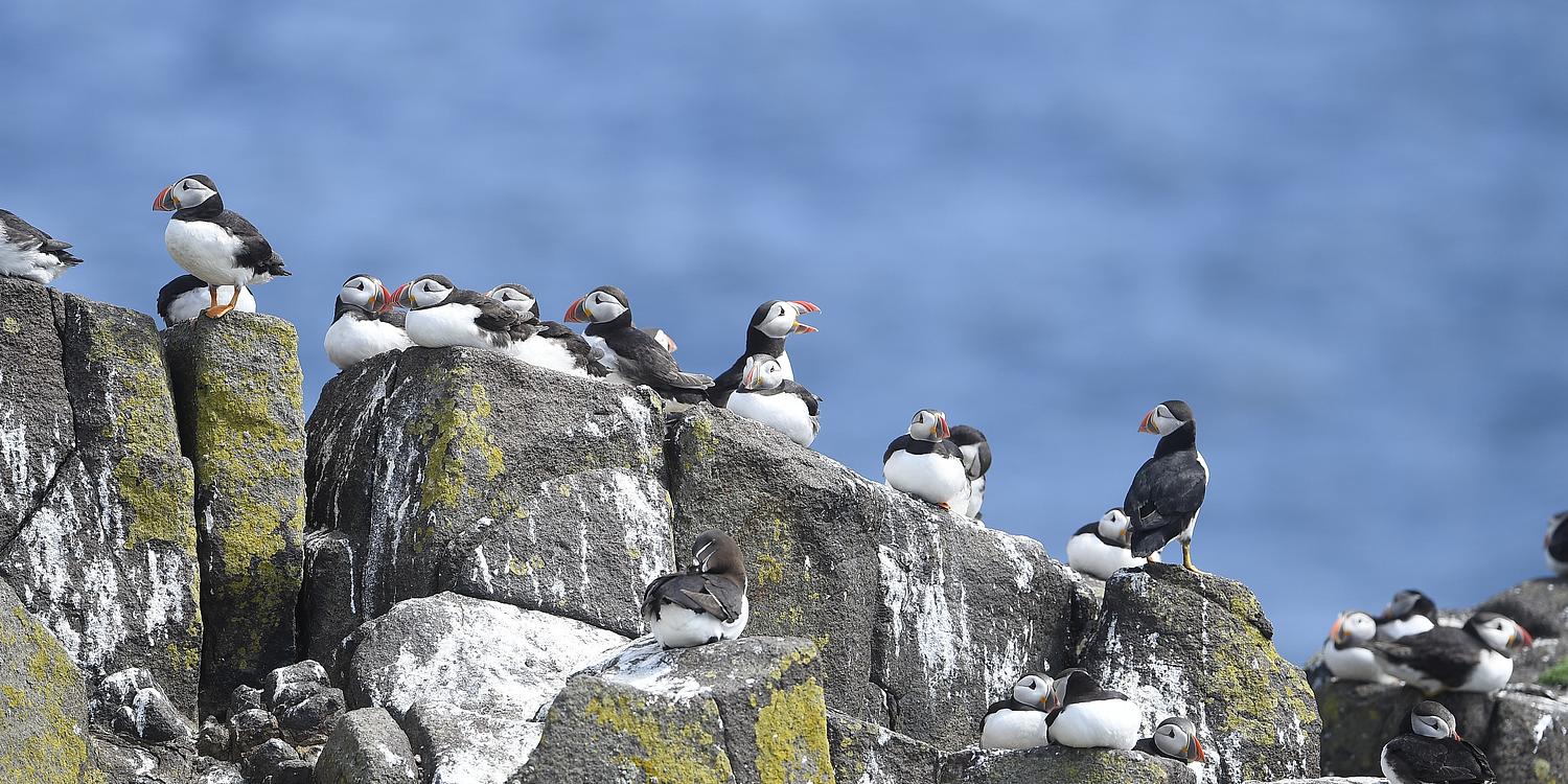 Scottish Seabird Centre