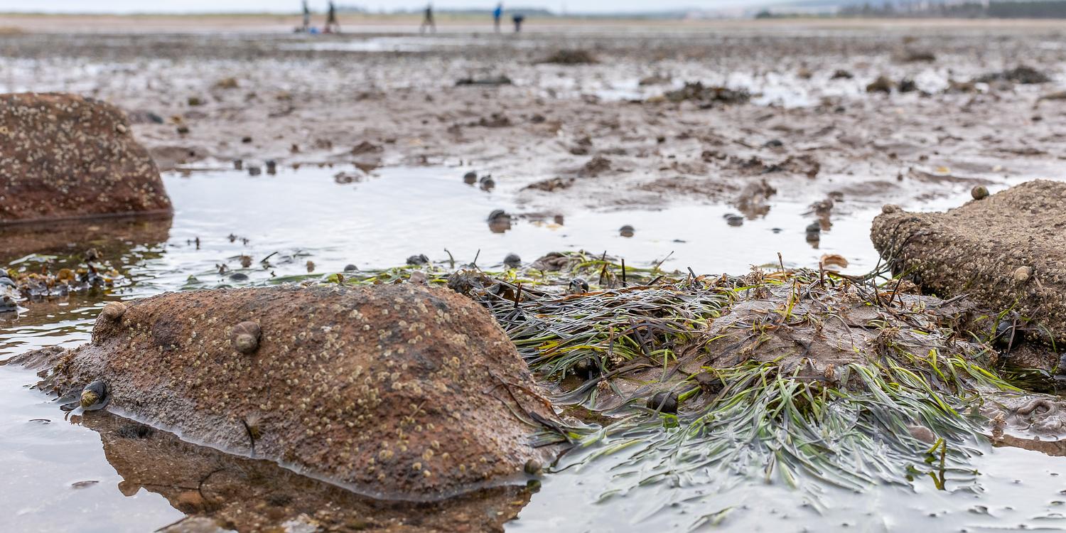 Scottish Seabird Centre