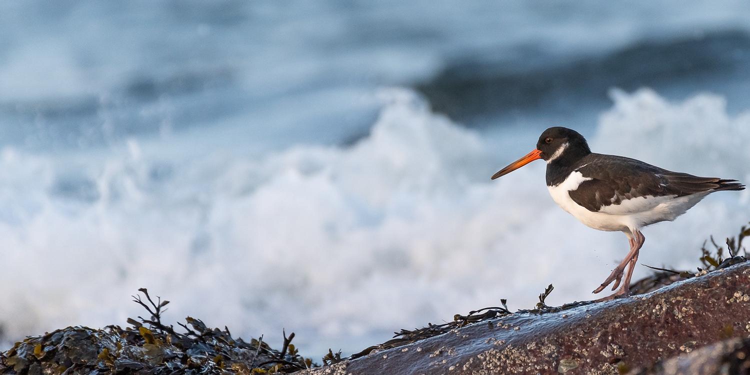 Coastal Bird ID for Beginners: Spring - Scottish Seabird Centre