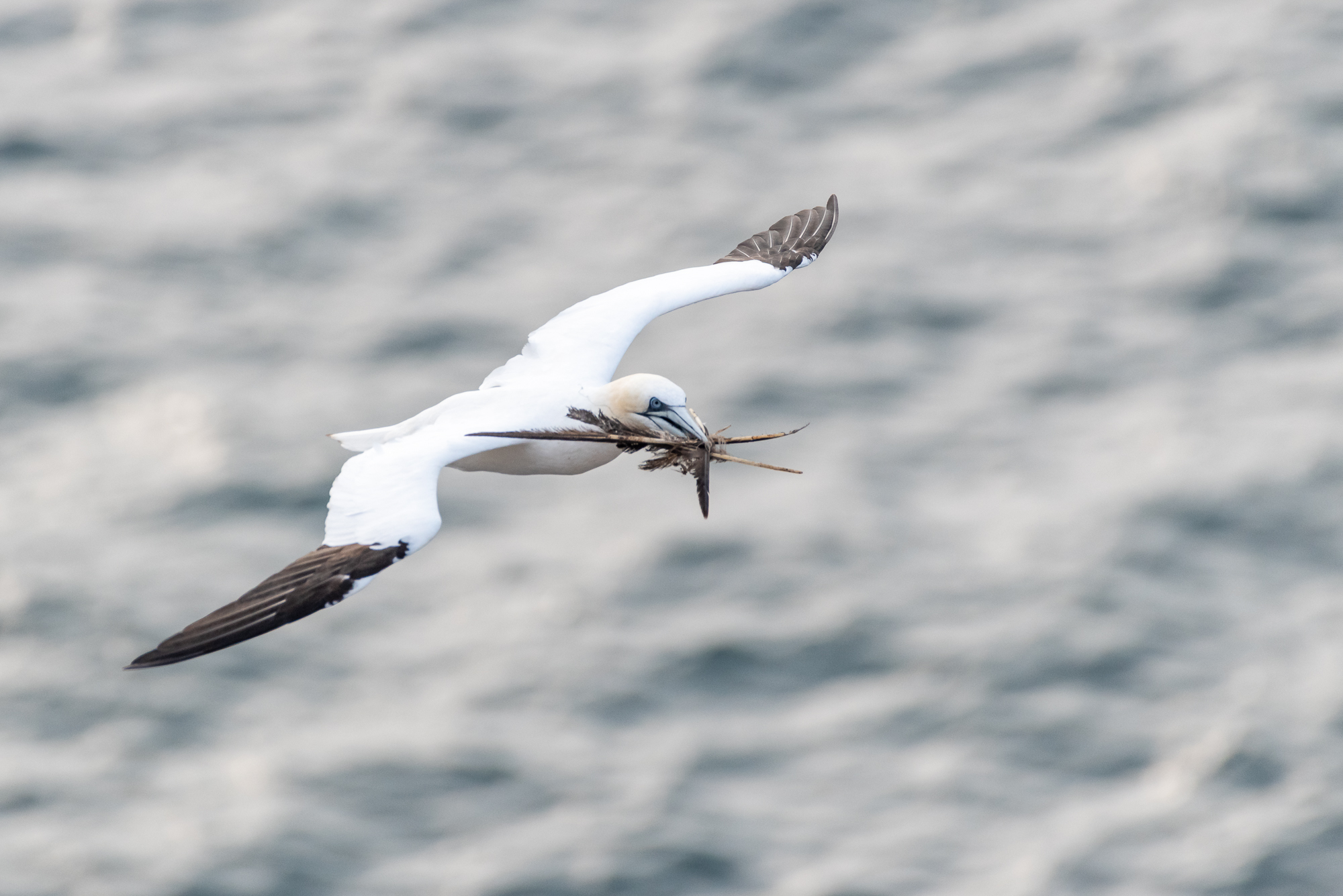 Summer Seabird ID: Beginners - Scottish Seabird Centre
