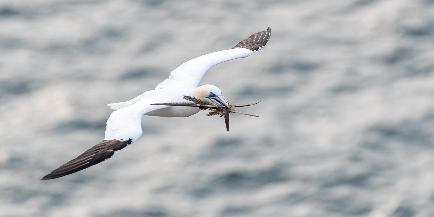 Summer Seabird ID: Beginners - Scottish Seabird Centre