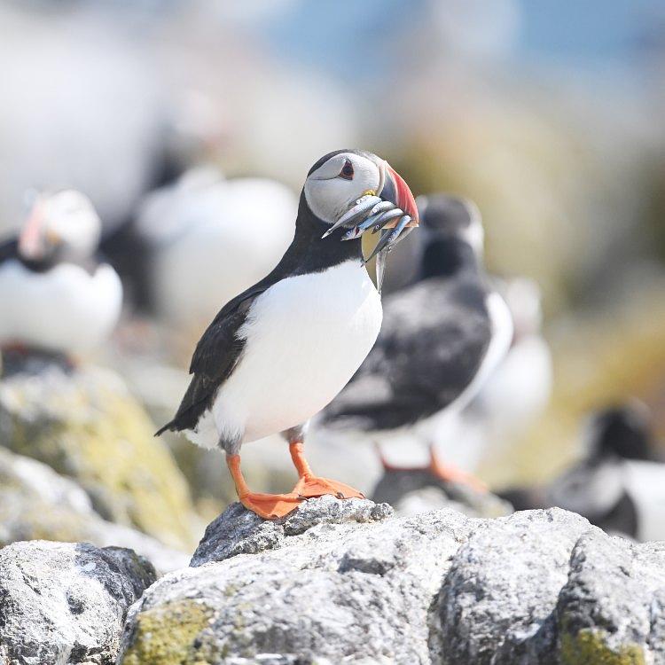 Our Seabird colonies are Scotland's Great Barrier Reef and must be ...