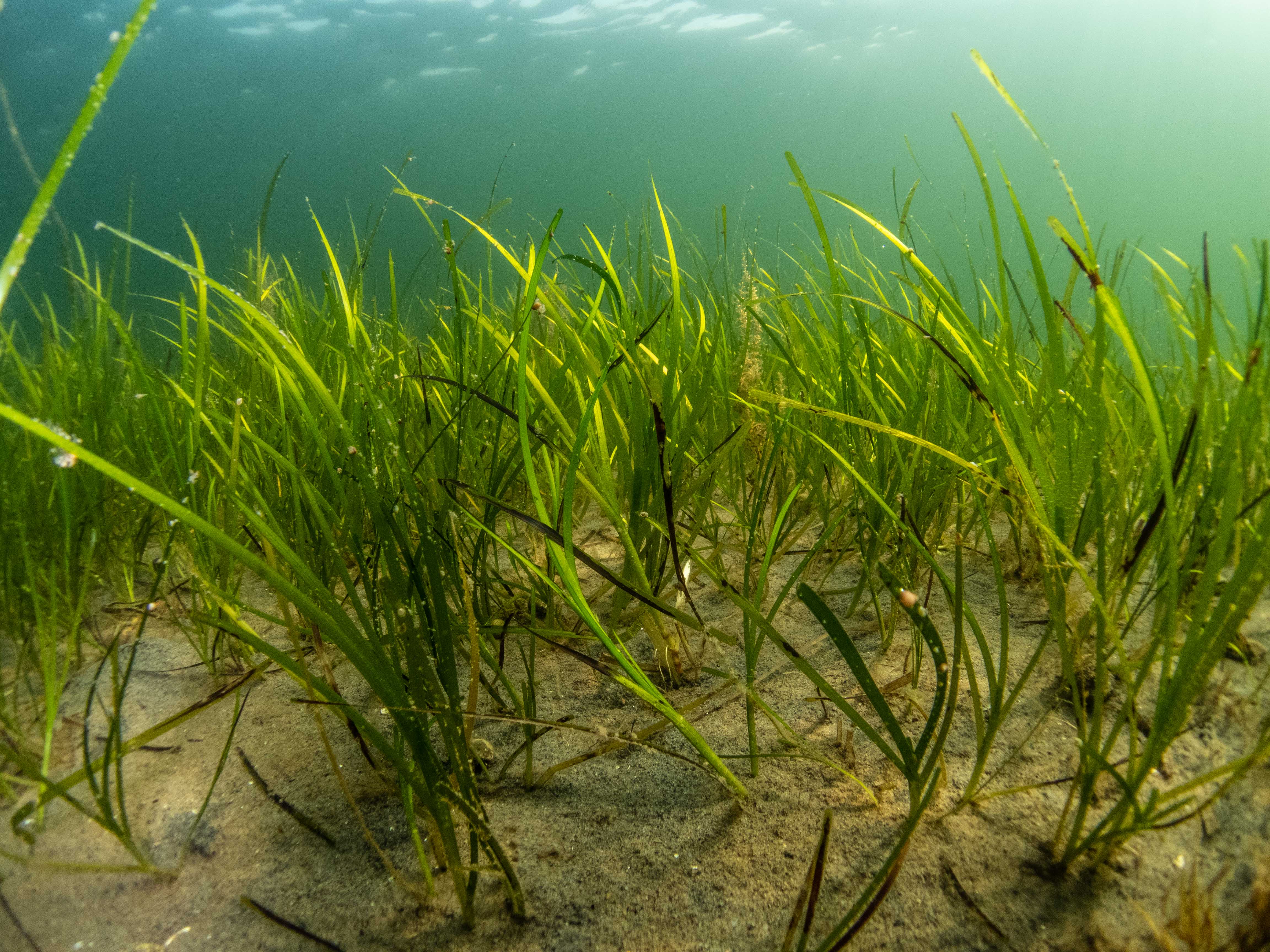 Restoration Forth Lecture Series: Seagrass Biodiversity - Scottish ...