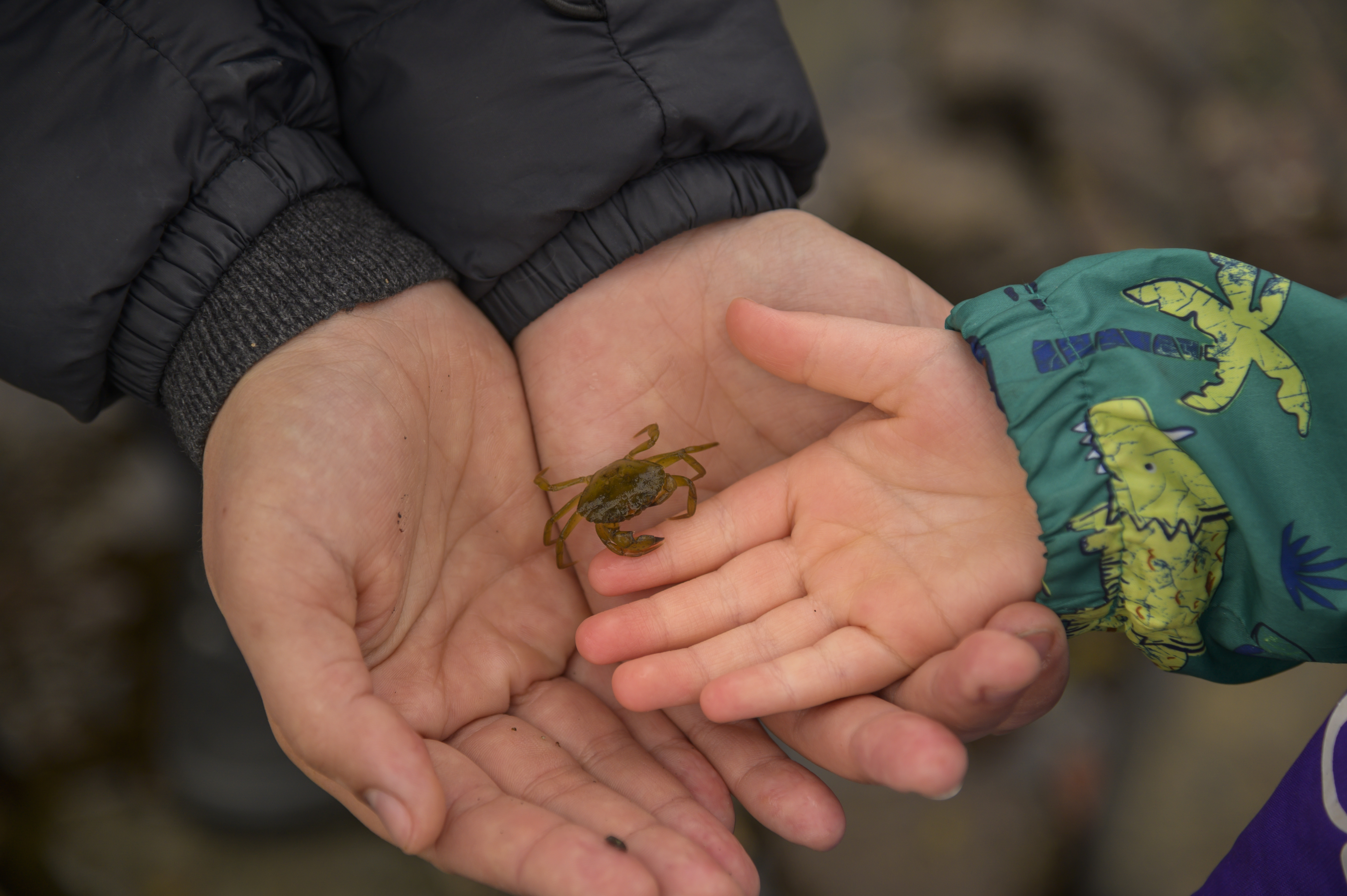 Rockpool Ramble - Scottish Seabird Centre