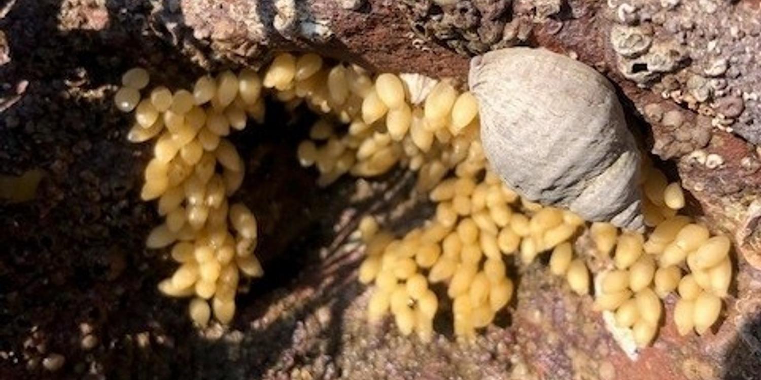 Scottish Seabird Centre