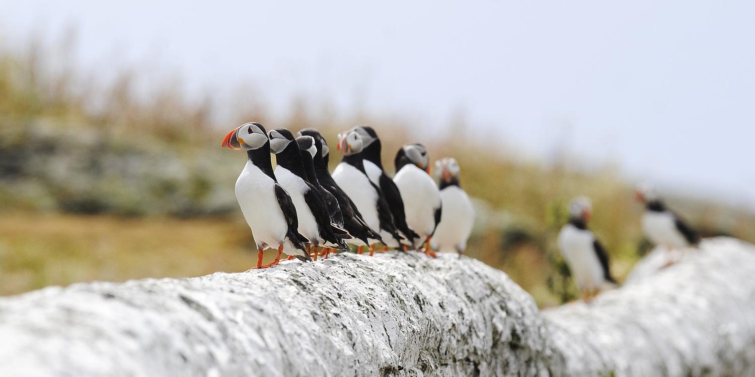 Support the Scottish Seabird Centre - Scottish Seabird Centre
