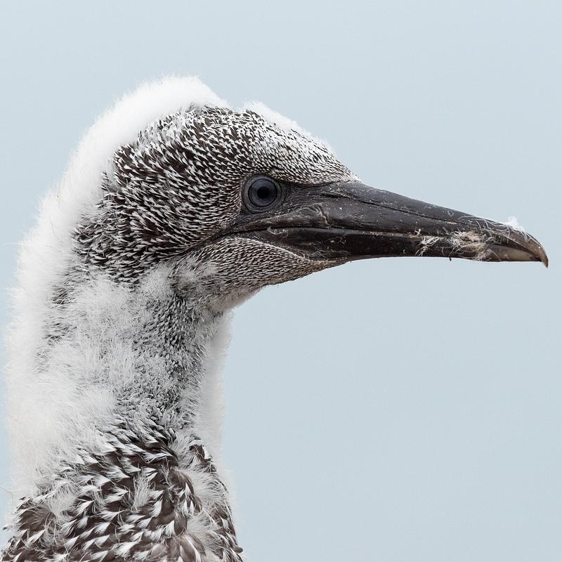 Scottish Guga Hunt - Scottish Seabird Centre