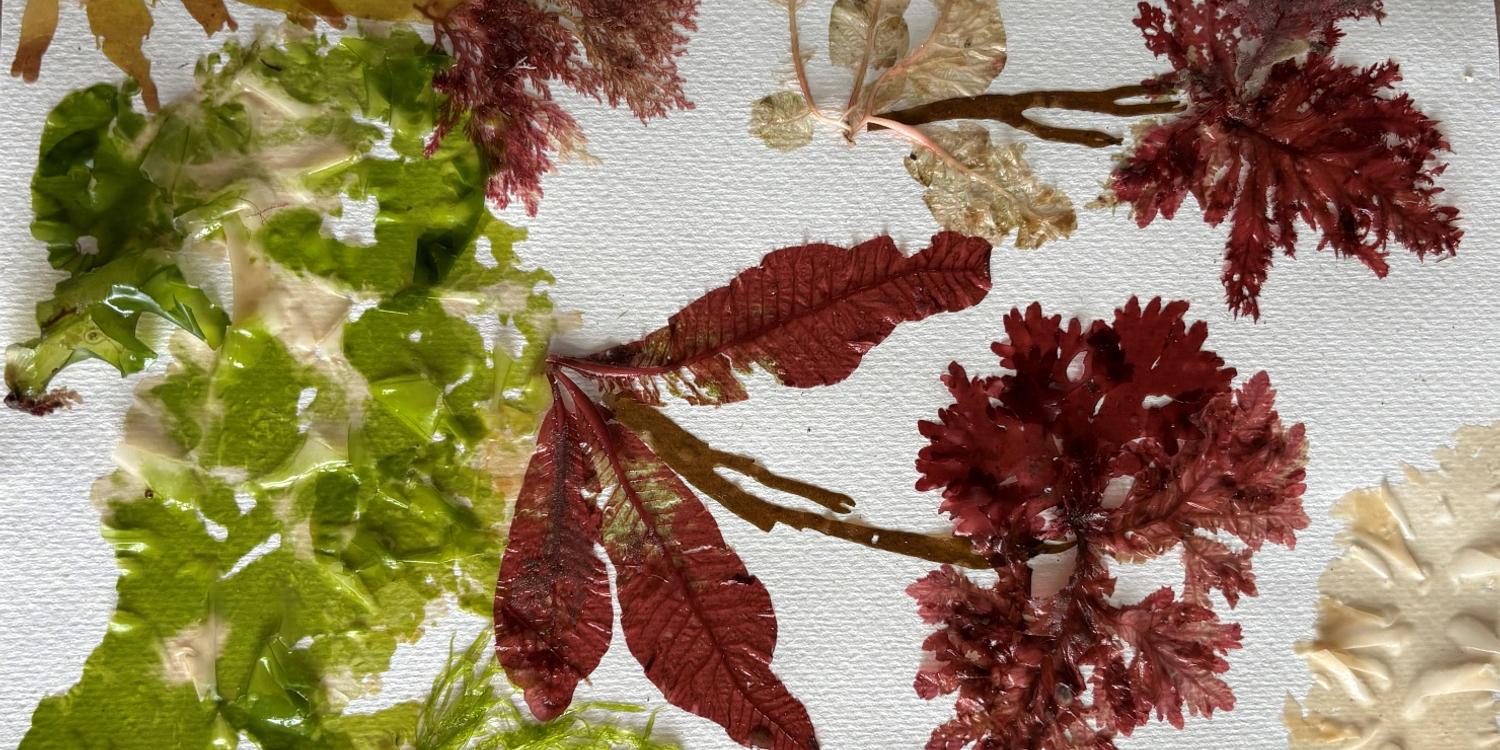 Introduction to Seaweed & Seaweed Pressing - Scottish Seabird Centre
