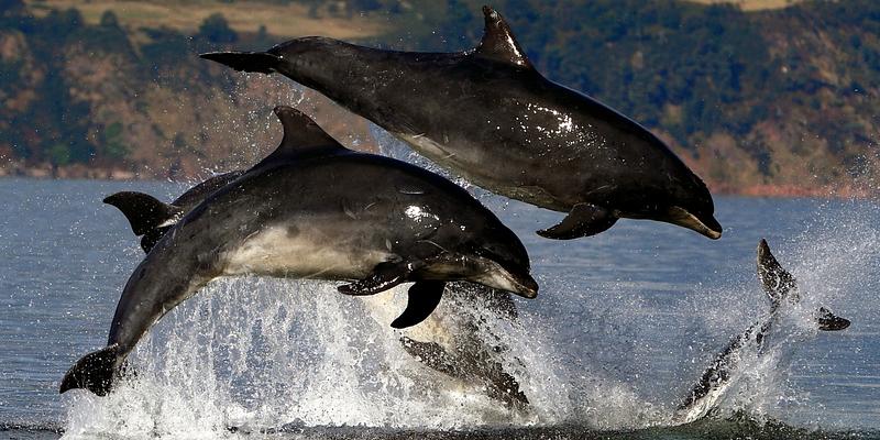 Whale and Dolphin Conservation - Scottish Seabird Centre