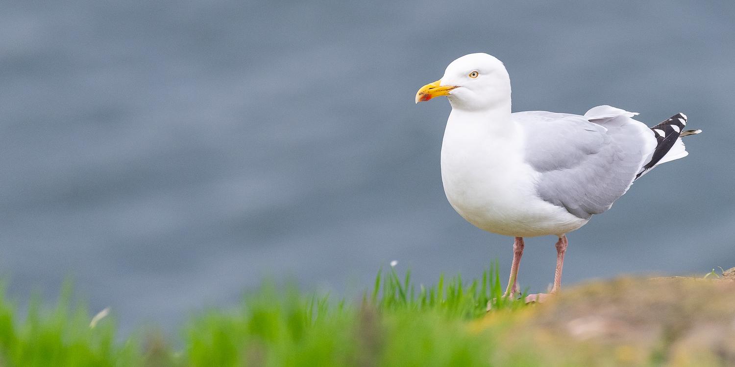 Scottish Seabird Centre