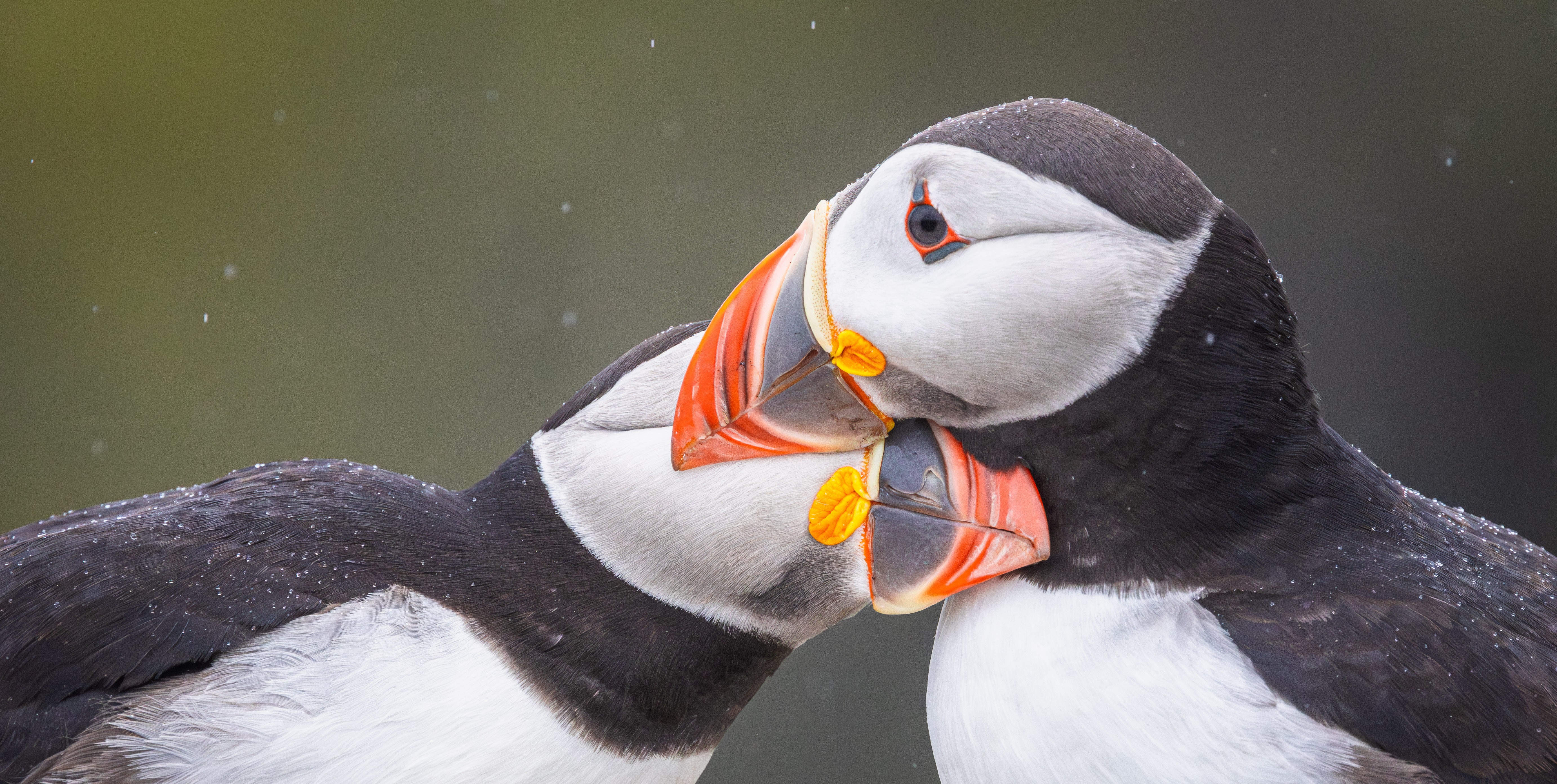 Scottish Seabird Photography Competition - Exhibition - Scottish ...