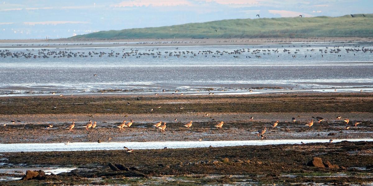 Mud flats - Scottish Seabird Centre