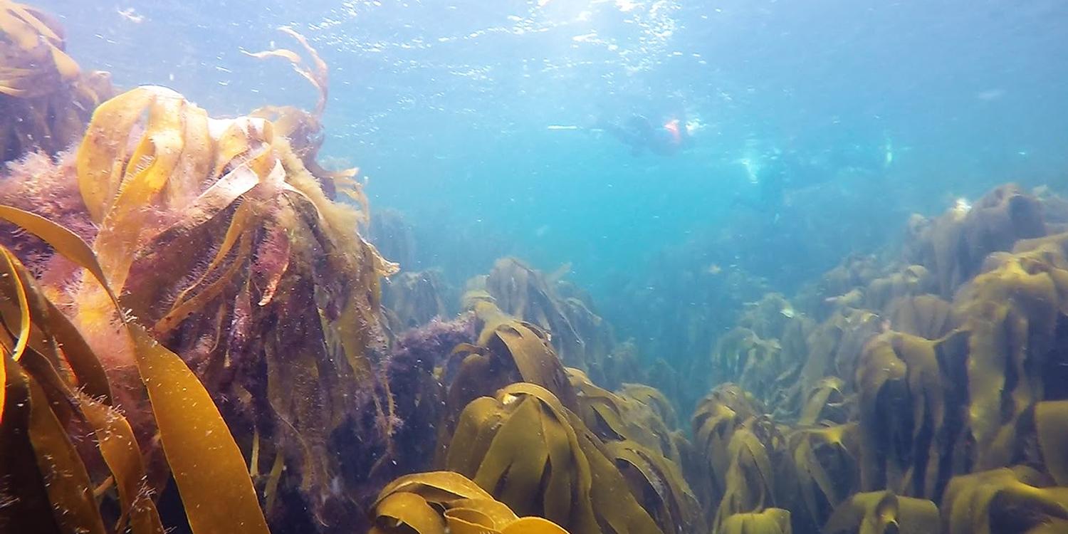 Kelp forests - Scottish Seabird Centre