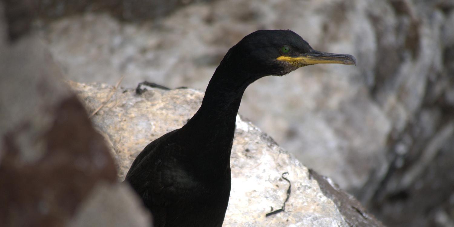 Scottish Seabird Centre