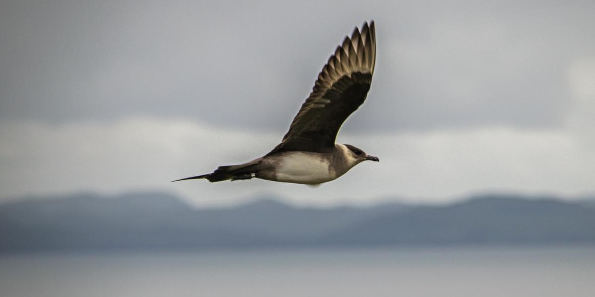 Scottish Seabird Centre