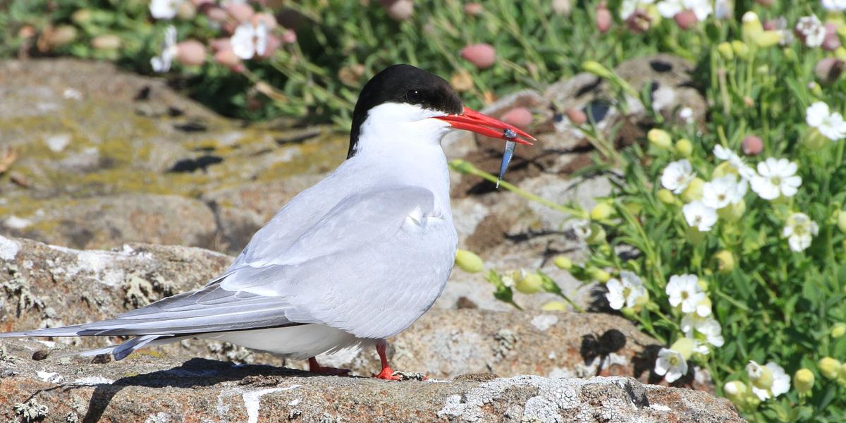 Scottish Seabird Centre
