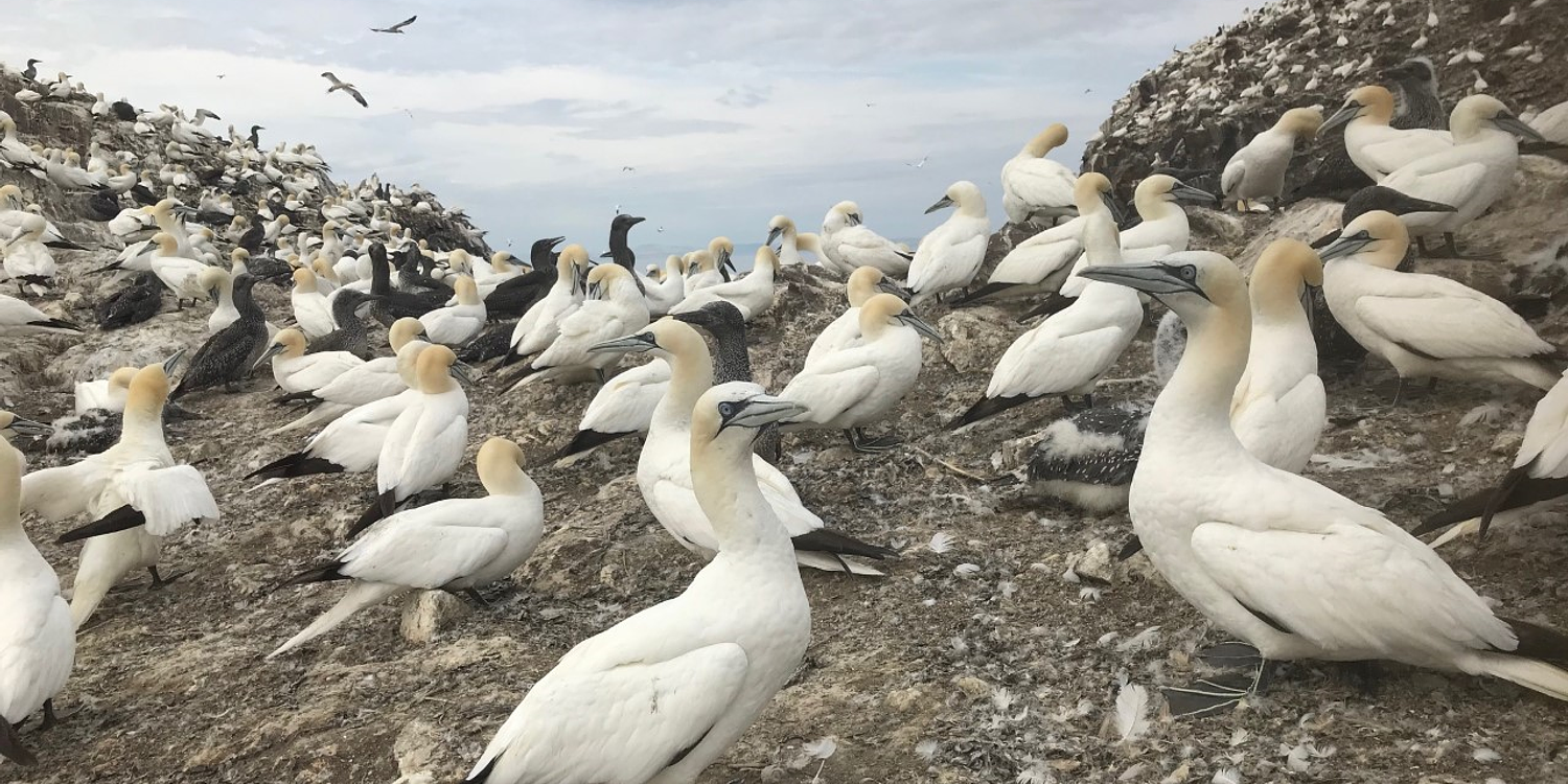 Live webcams showing seabird colonies - Scottish Seabird Centre