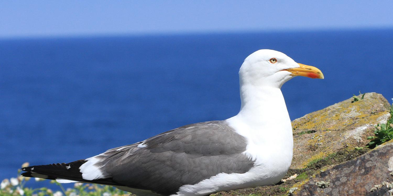 Scottish Seabird Centre