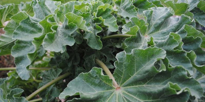 Spot puffins on our Craigleith webcam - Scottish Seabird Centre