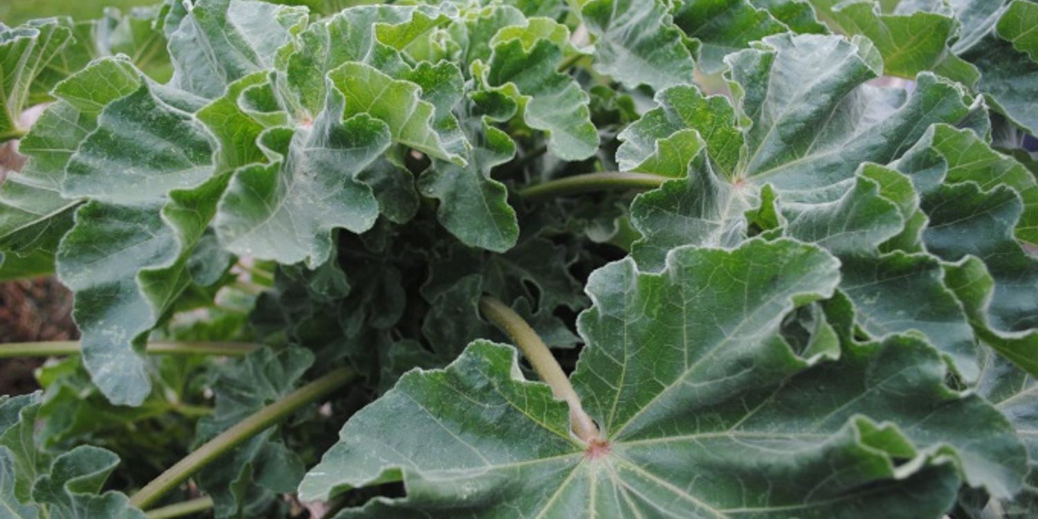 Spot puffins on our Craigleith webcam - Scottish Seabird Centre