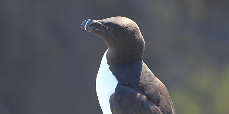 Scottish Seabird Centre