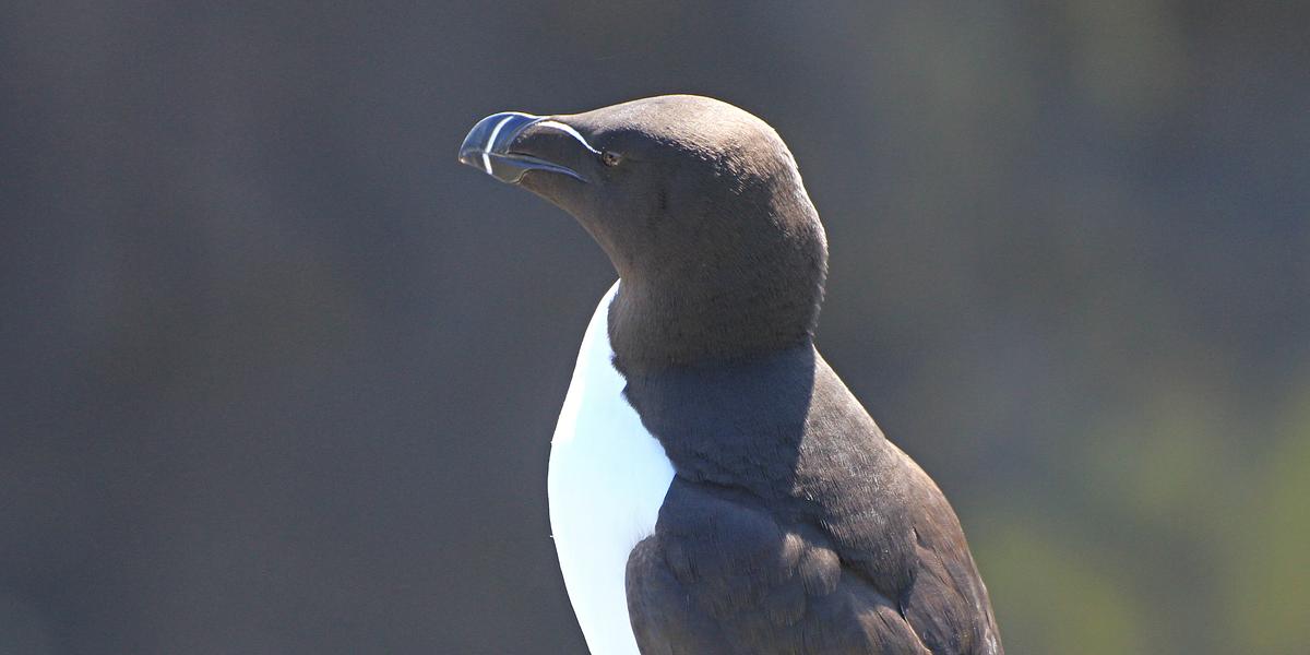 Scottish Seabird Centre