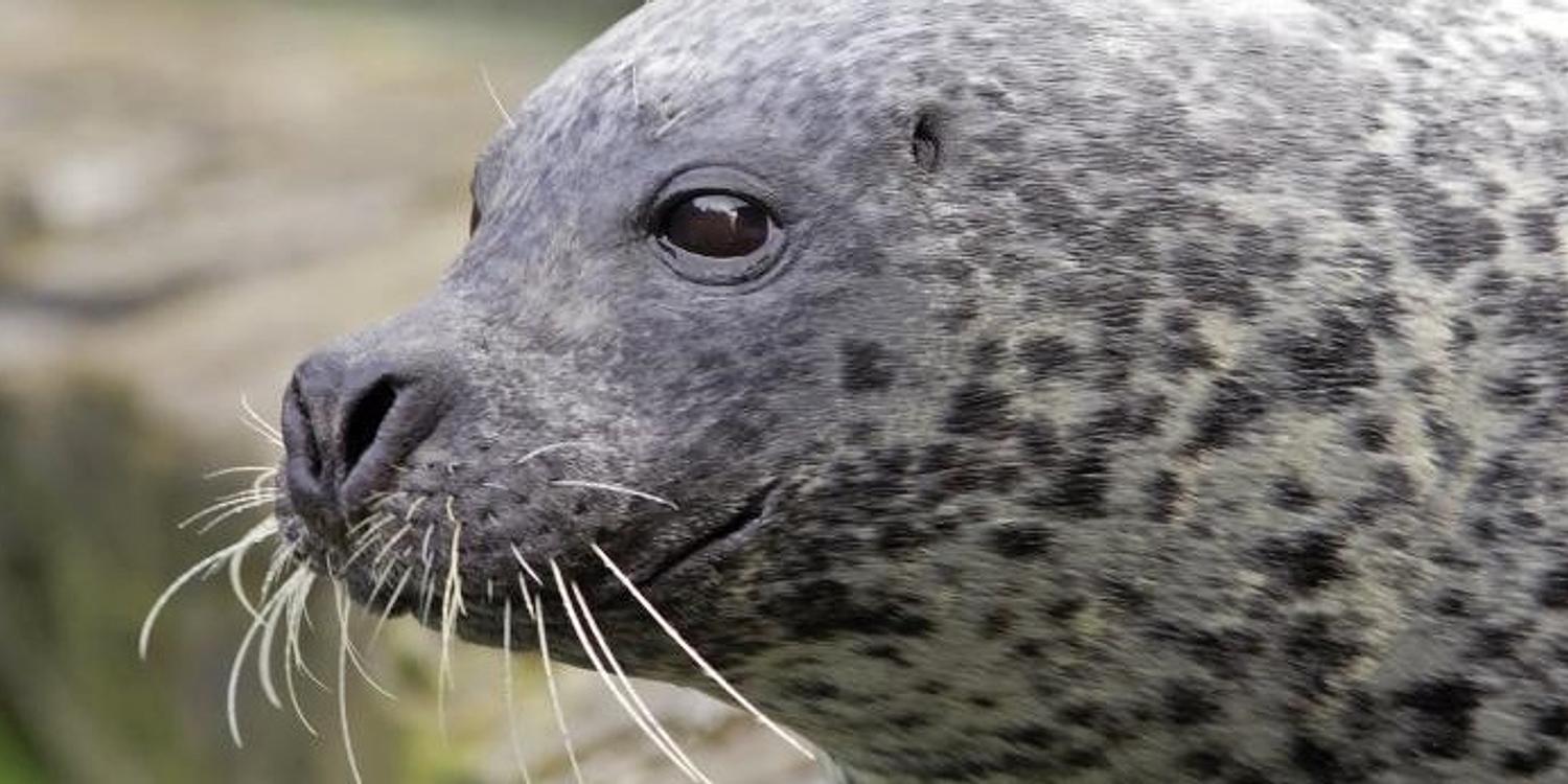 Scottish Seabird Centre