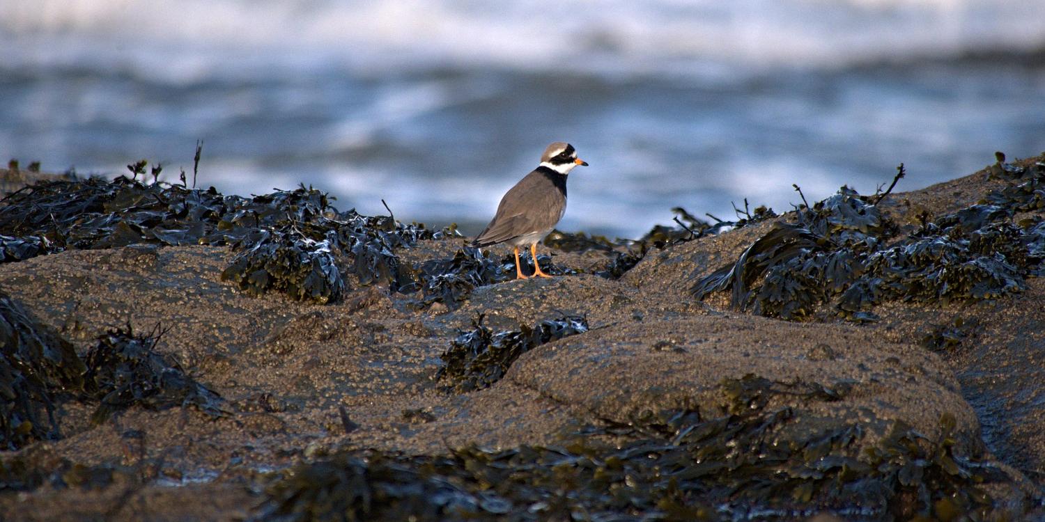 Scottish Seabird Centre