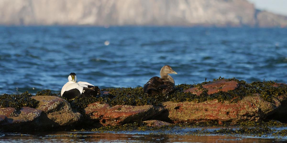Scottish Seabird Centre